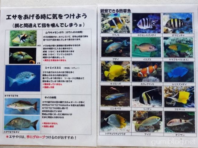 コマカ島のシュノーケリングが人気の秘密3つを公開！お魚情報つき@南城市 | 沖縄のグミブログ