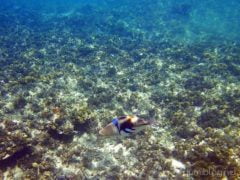 コマカ島のシュノーケリングが人気の秘密3つを公開！お魚情報つき@南城市 | 沖縄のグミブログ