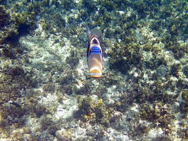 コマカ島のシュノーケリングが人気の秘密3つを公開！お魚情報つき@南城市 | 沖縄のグミブログ