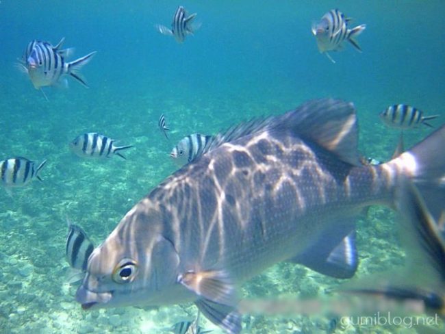 コマカ島のシュノーケリングが人気の秘密3つを公開！お魚情報つき@南城市 | 沖縄のグミブログ
